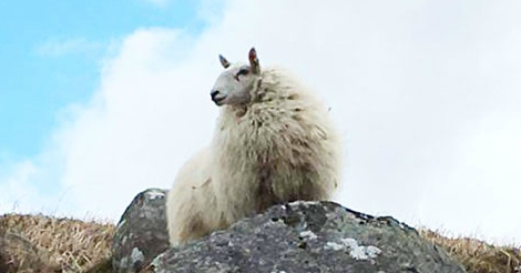 Wicklow Cheviot ewe 'snarls' just as 91 year old Jim Nolan describes ...